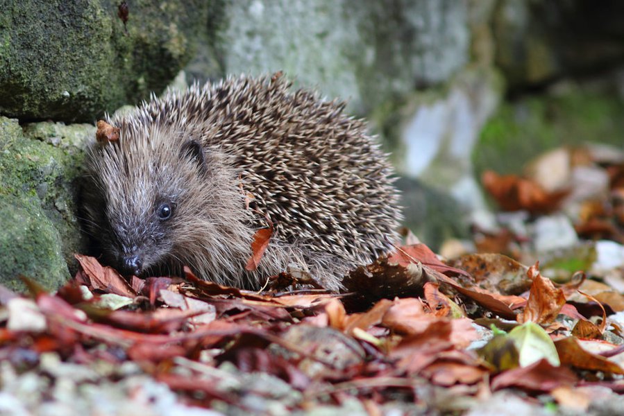 What about the hedgehogs? | Nesta